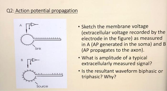 Solved Q2: Action potential propagation - Sketch the | Chegg.com