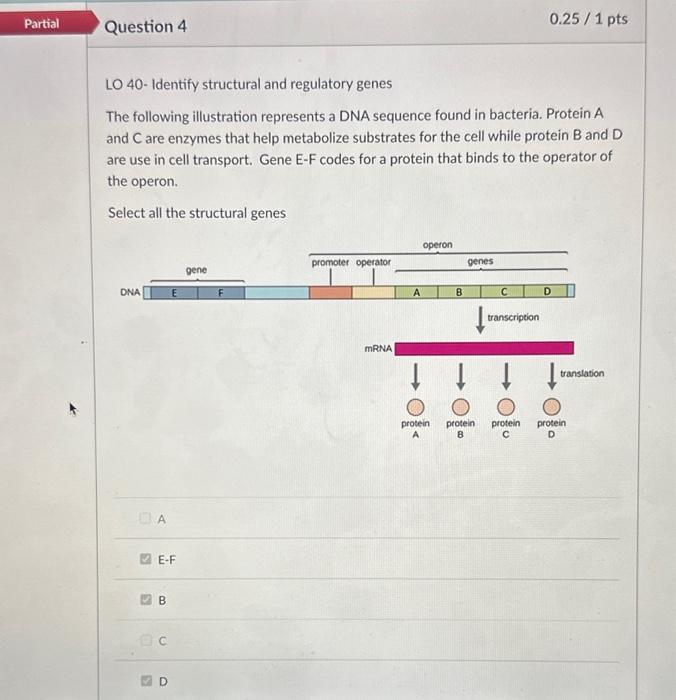Solved LO 40- Identify structural and regulatory genes The | Chegg.com