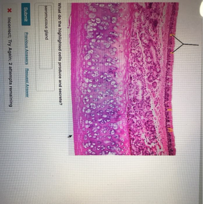 Solved Part A Identify the highlighted structures. Submit | Chegg.com