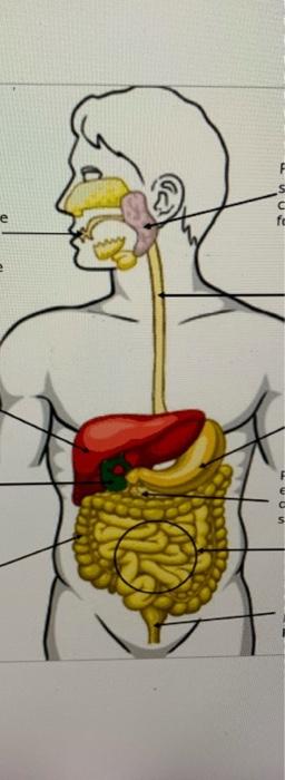 Solved Digestive Structures Rubric Criteria Ratings Pts 1 | Chegg.com