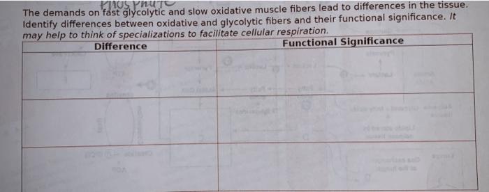 Solved The demands on fast glycolytic and slow oxidative | Chegg.com