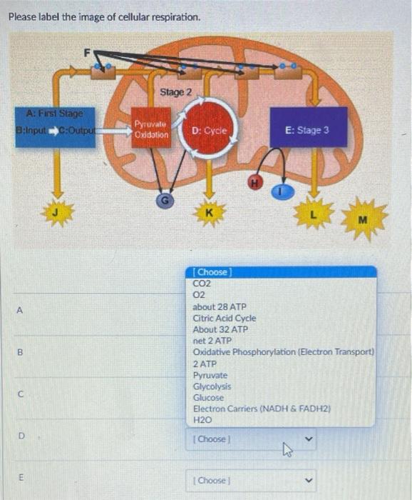 Solved Please label the image of cellular respiration. Stage | Chegg.com