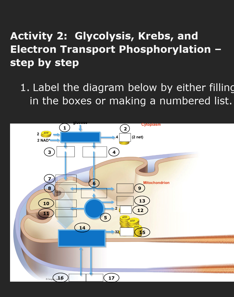 Solved Activity 2: Glycolysis, Krebs, and Electron Transport | Chegg.com
