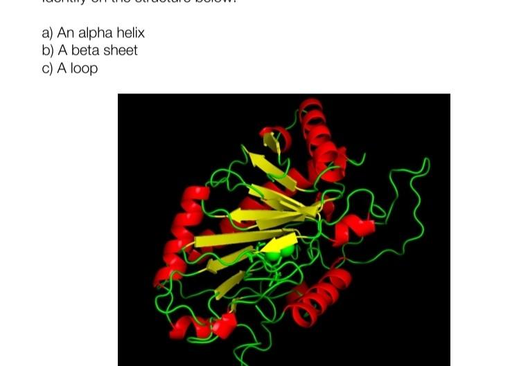 Solved a) An alpha helix b) A beta sheet c) A loop | Chegg.com