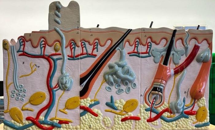 Solved This is the skin model.draw a label and name | Chegg.com