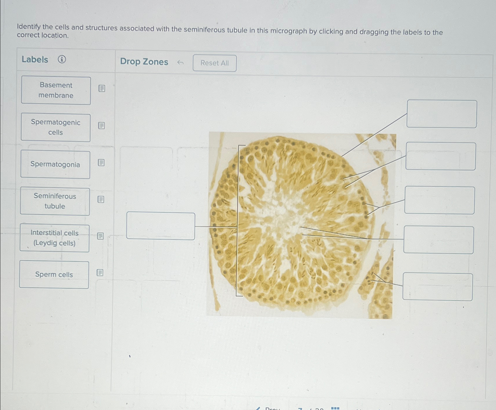Solved Identify The Cells And Structures Associated With The