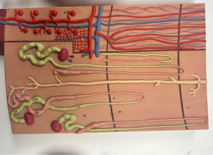 Solved name the structures and functions of the picture | Chegg.com