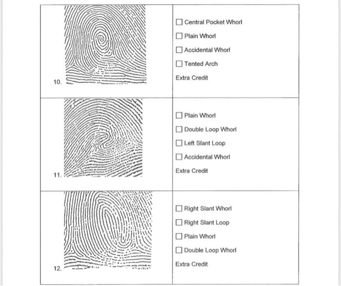 Solved Left Slant Loop Plain Arch Tented Whort Tented Arch | Chegg.com