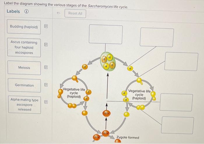 Solved Label the diagram showing the various stages of the | Chegg.com