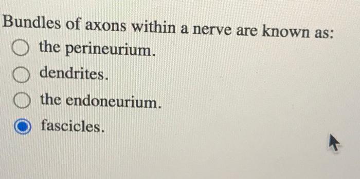 Solved Bundles of axons within a nerve are known as: O the | Chegg.com