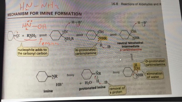Solved HN-NH2 16.8 Reactions of Aldehydes and K MECHANISM | Chegg.com