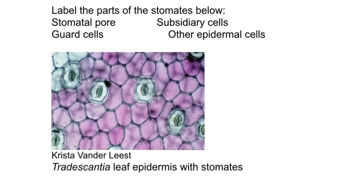 Solved Label the parts of the stomates below: Stomatal pore | Chegg.com
