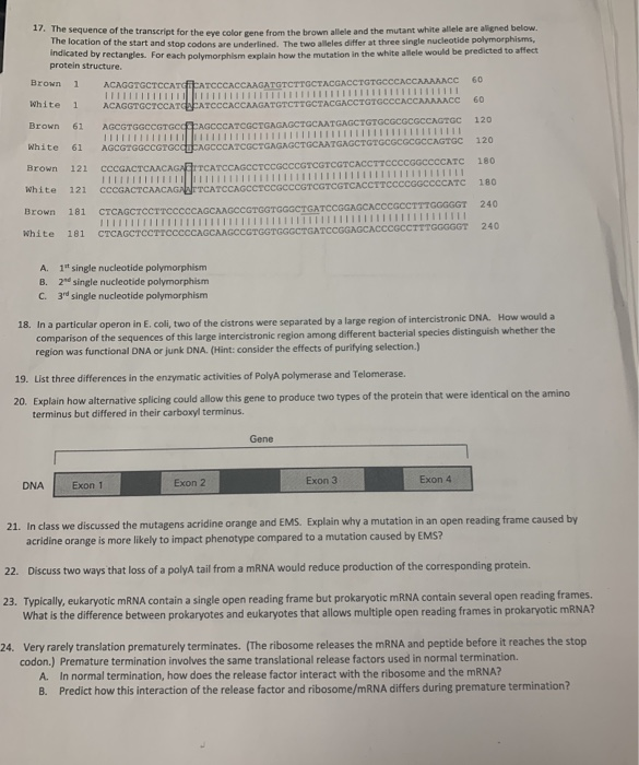 17. The sequence of the transcript for the eye color | Chegg.com