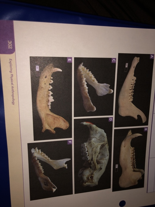 Station 1: Tooth Function and Diet Review the main | Chegg.com