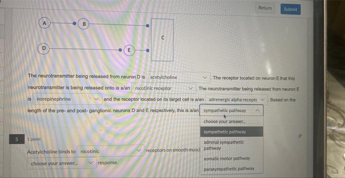 Solved parasympathetic post-ganglionic neuron 1 point The | Chegg.com