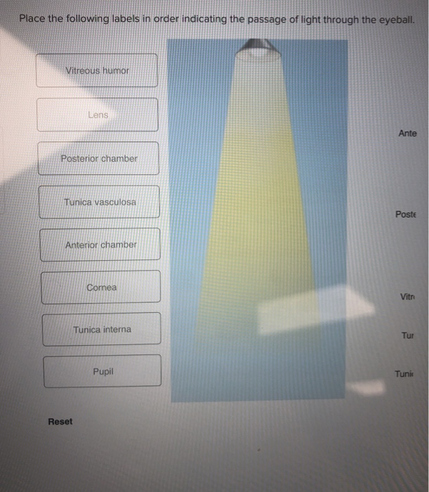 Solved Place the following labels in order indicating the | Chegg.com