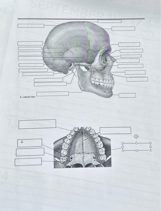 Solved Directions: Label each structure in the box provided | Chegg.com