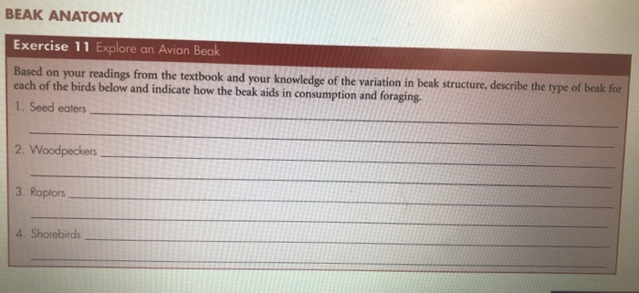 Solved BEAK ANATOMY Exercise 11 Explore an Avian Beak Based | Chegg.com