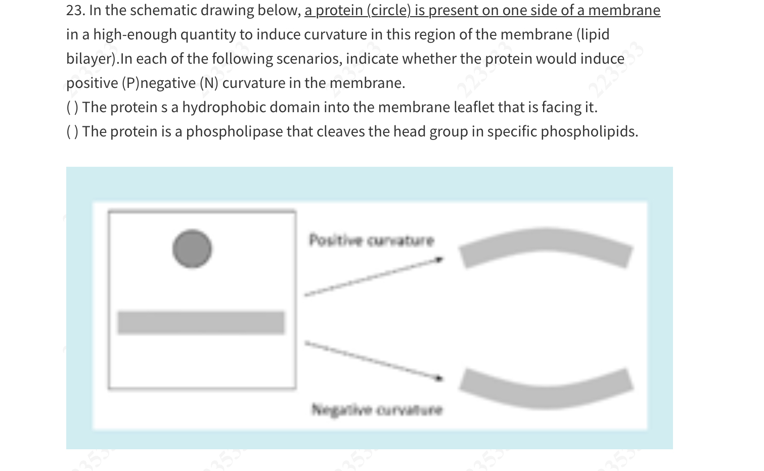Solved In the schematic drawing below, a protein (circle) | Chegg.com