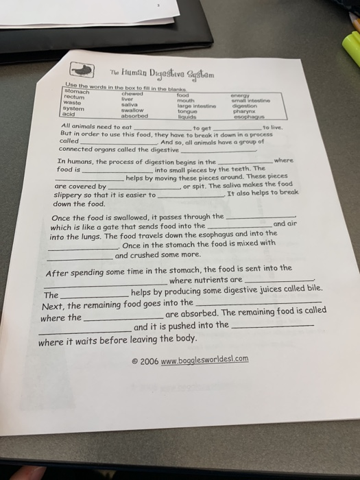 35 The Human Digestive System Worksheet Answers Support Worksheet