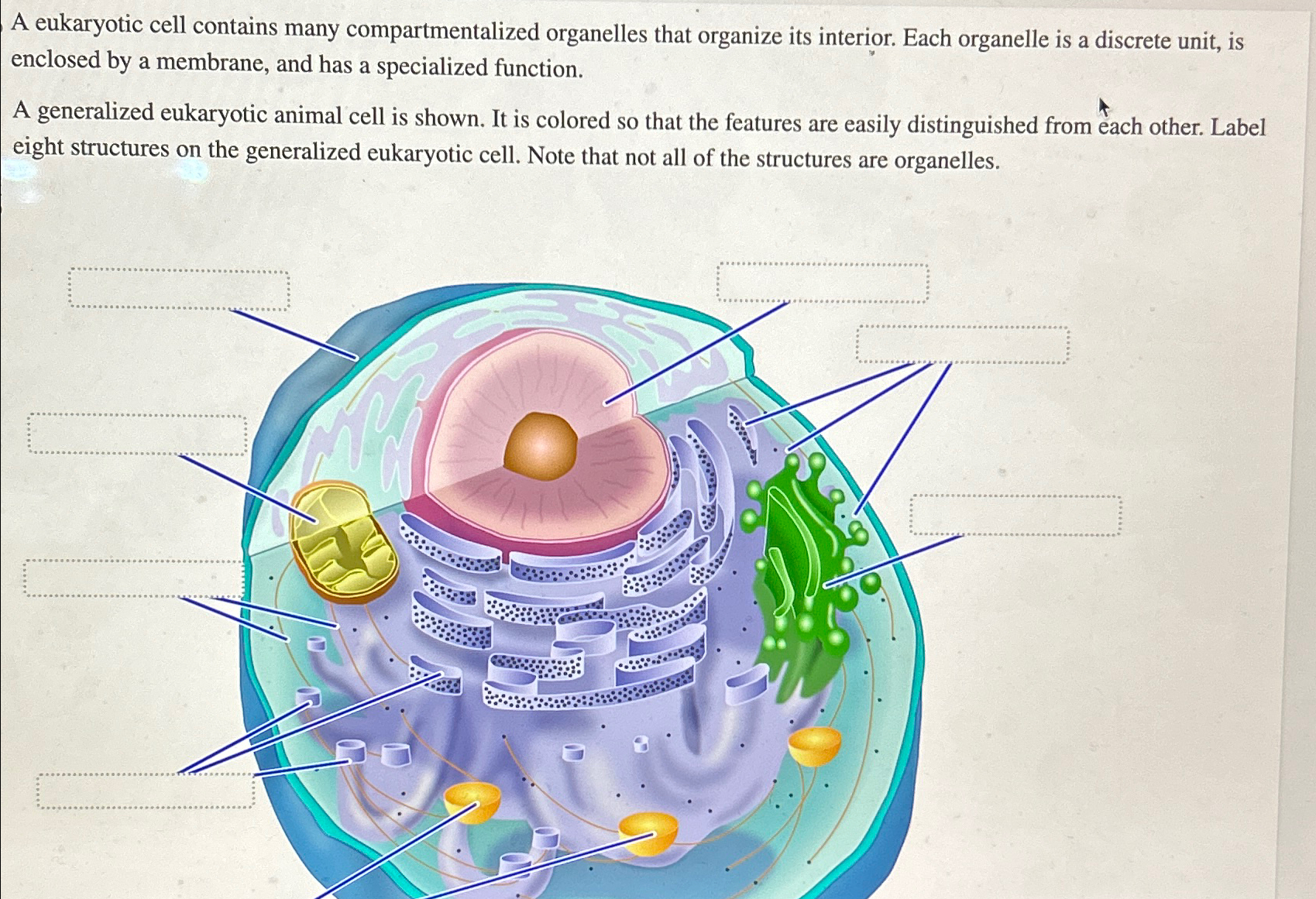Solved A eukaryotic cell contains many compartmentalized | Chegg.com
