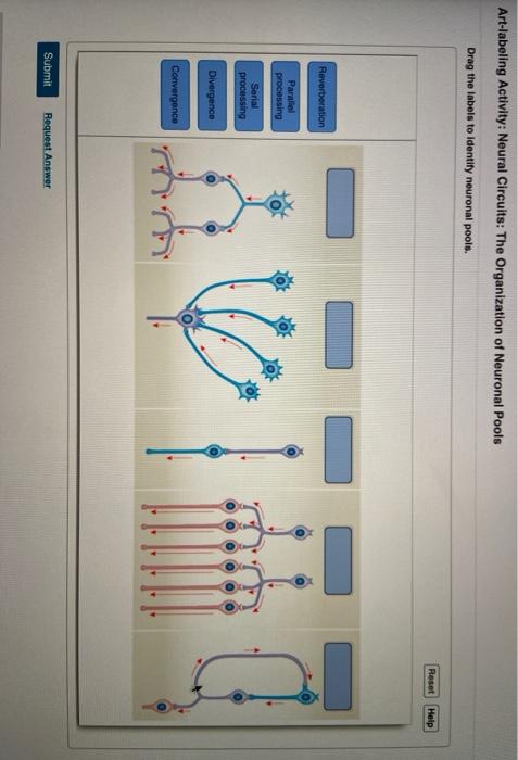 Solved Art-labeling Activity: Neural Circuits: The | Chegg.com