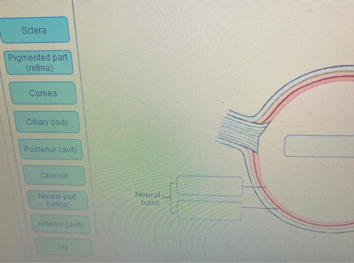 Solved Sclera Pigmented part (retina) Cornea Ciliary body | Chegg.com