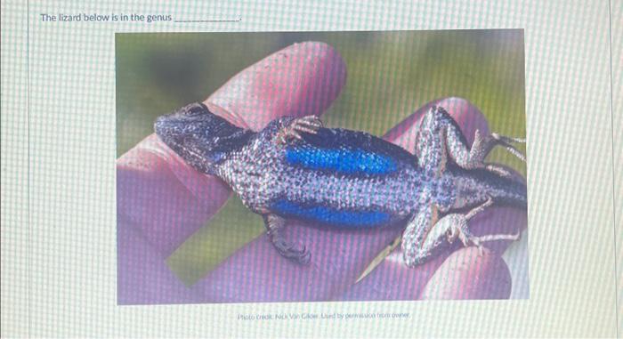 The lizard below is in the genus Photo credit Nick | Chegg.com