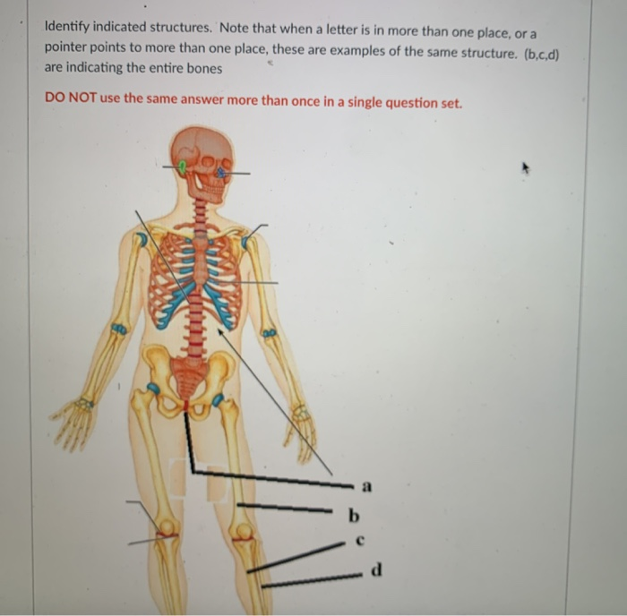 Solved Identify indicated structures. Note that when a | Chegg.com