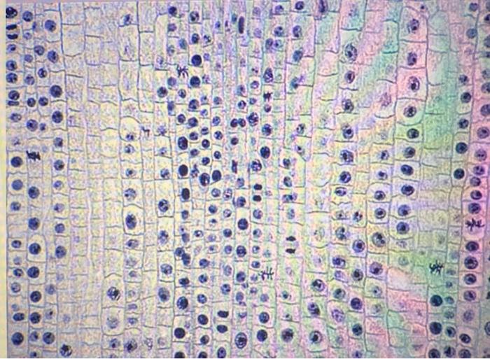 Solved 3. For slide 1, count 25 cells, specifically noting | Chegg.com