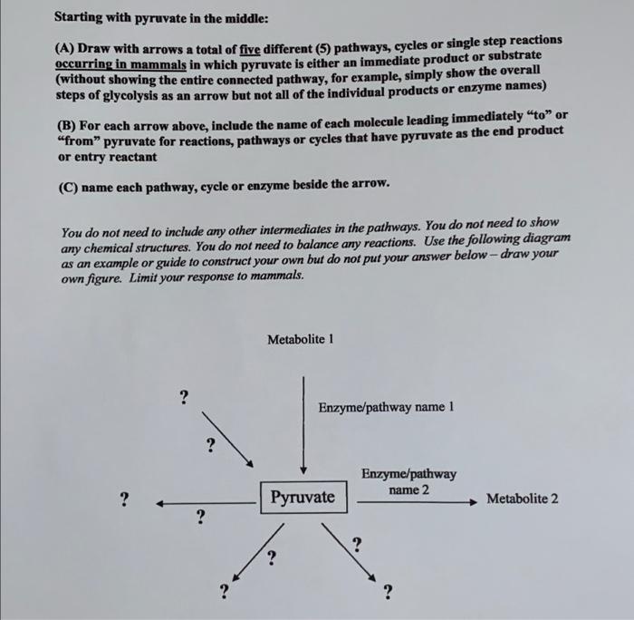 Solved Starting with pyruvate in the middle: (A) Draw with | Chegg.com