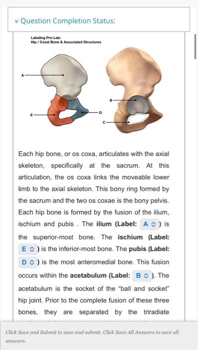 Solved Labeling Pre-Labc Hip/Coxal Bone 8 Associated | Chegg.com