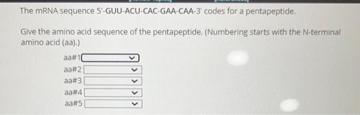 Solved The mRNA sequence 5'-GUU-ACU-CAC-GAA-CAA-3' codes for | Chegg.com