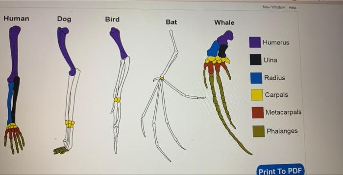 Solved Homologous Structures and Embryology In the first | Chegg.com