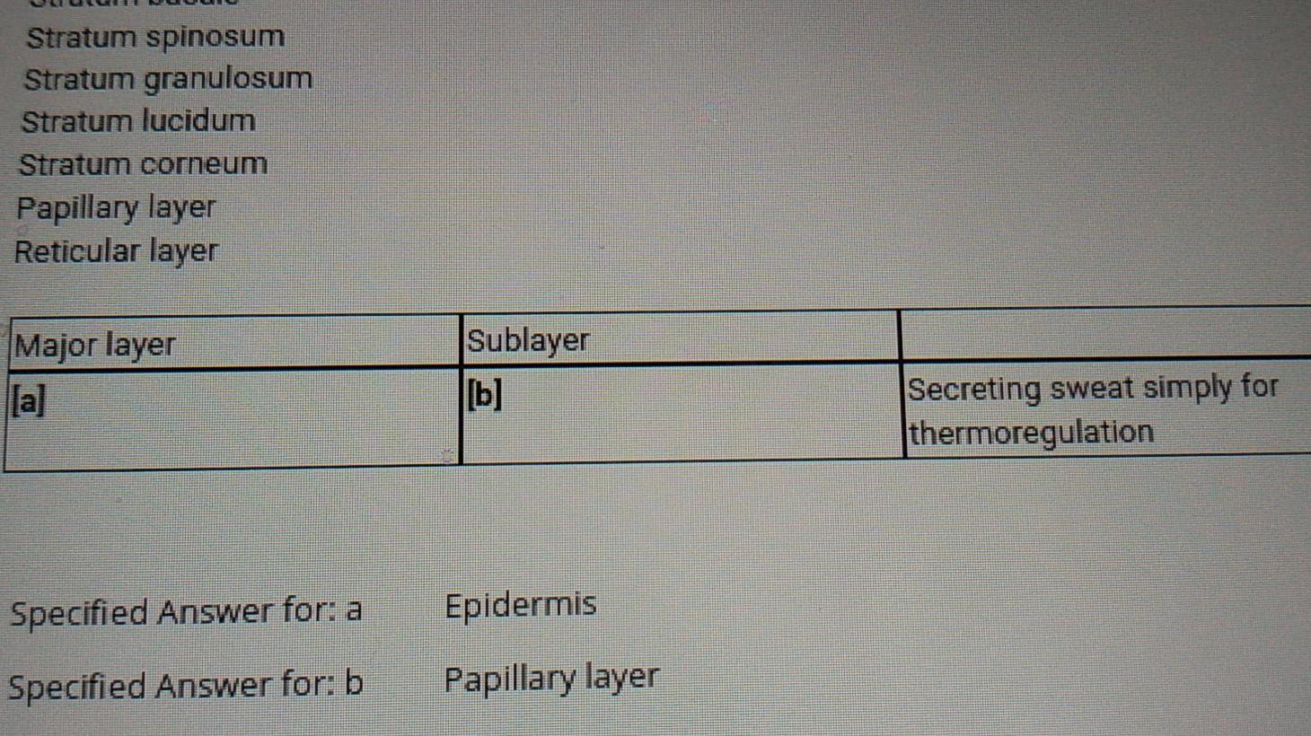 Solved Epidermis Dermis Hypodermis Stratum basale Stratum | Chegg.com