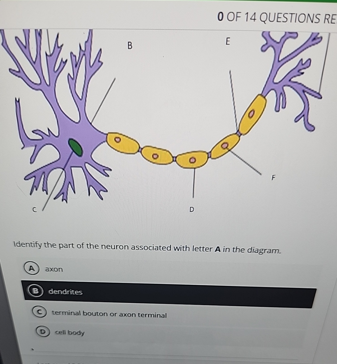 Solved 0 ﻿OF 14 ﻿QUESTIONS REIdentify the part of the neuron | Chegg.com