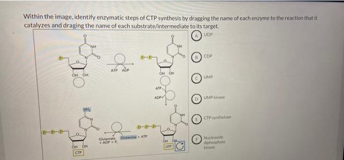 Solved Within the image, identify enzymatic steps of CTP | Chegg.com