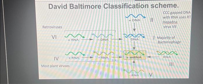 Solved David Baltimore Classification scheme.Step 5. A brief | Chegg.com