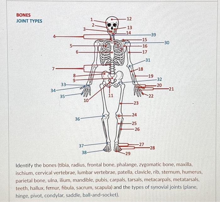 Solved BONES JOINT TYPES Identify the bones (tibia, radius, | Chegg.com