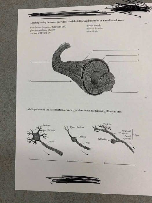 Solved Labeling-using the terms provided, label the | Chegg.com