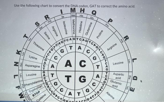 Solved Use the following chart to convert the DNA codon, GAT | Chegg.com