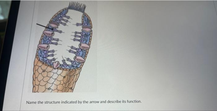 Solved Name the structure indicated by the arrow and | Chegg.com