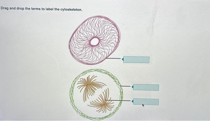 Solved Drag and drop the terms to label the cytoskeleton. | Chegg.com