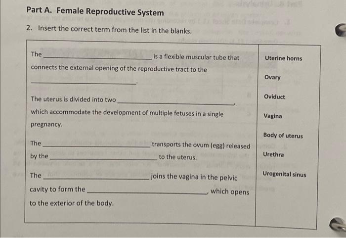 Solved Part A. Female Reproductive System 2. Insert the | Chegg.com