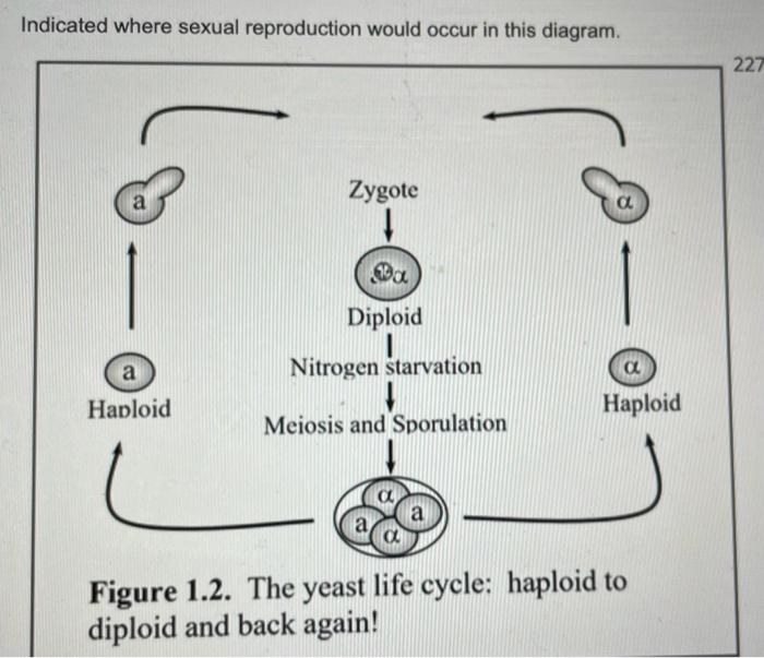Solved Diploid yeast cells creat spores through mitosis | Chegg.com
