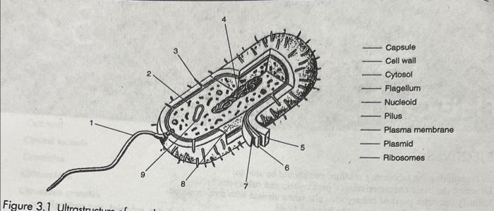 Solved Capsule Cell wall Cytosol Flagellum Nucleoid Pilus | Chegg.com