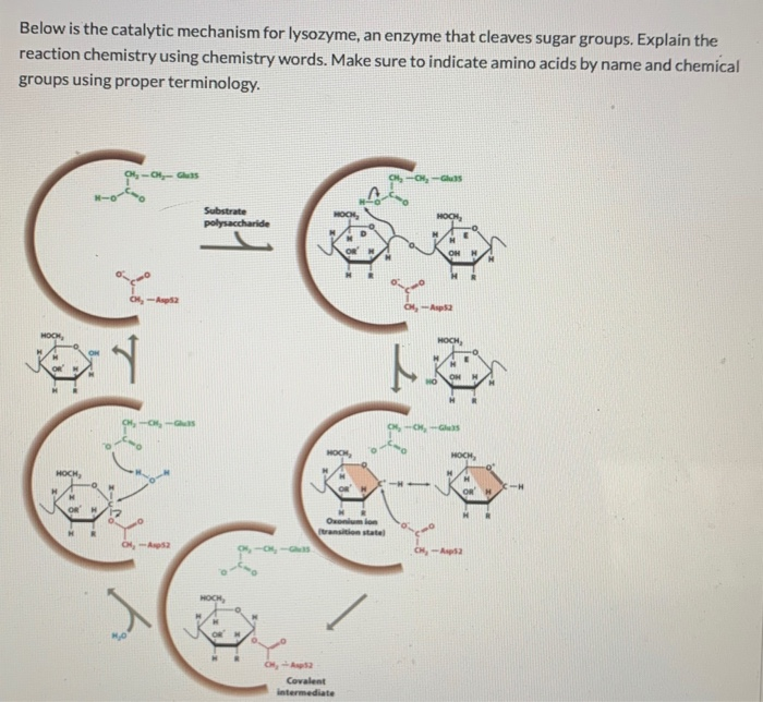 Solved Below is the catalytic mechanism for lysozyme, an | Chegg.com
