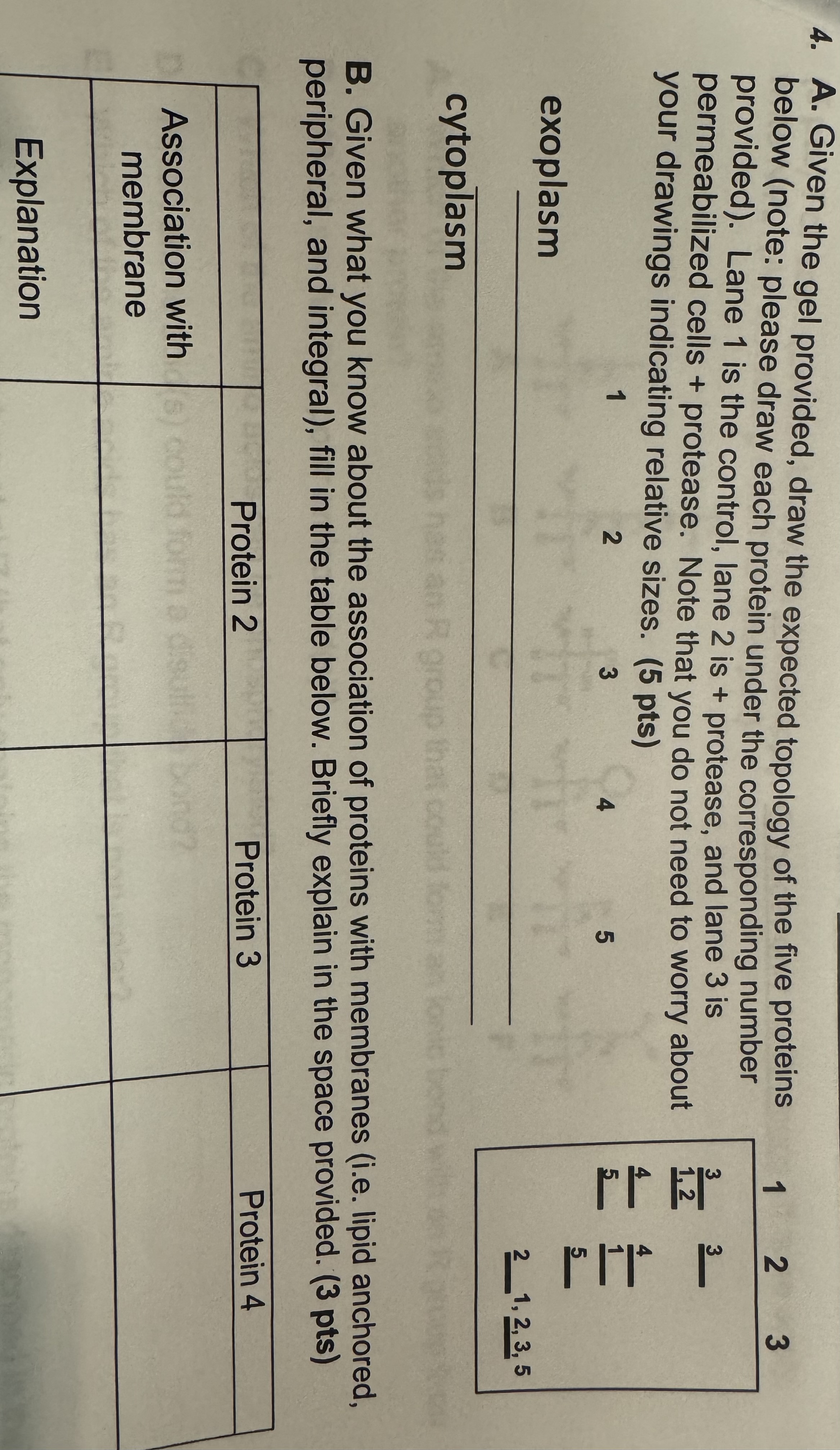 Solved 4. ﻿A. ﻿Given the gel provided, draw the expected | Chegg.com