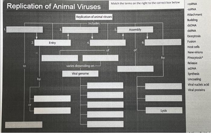 Solved Replication of Animal Viruses Concept MapReplication | Chegg.com