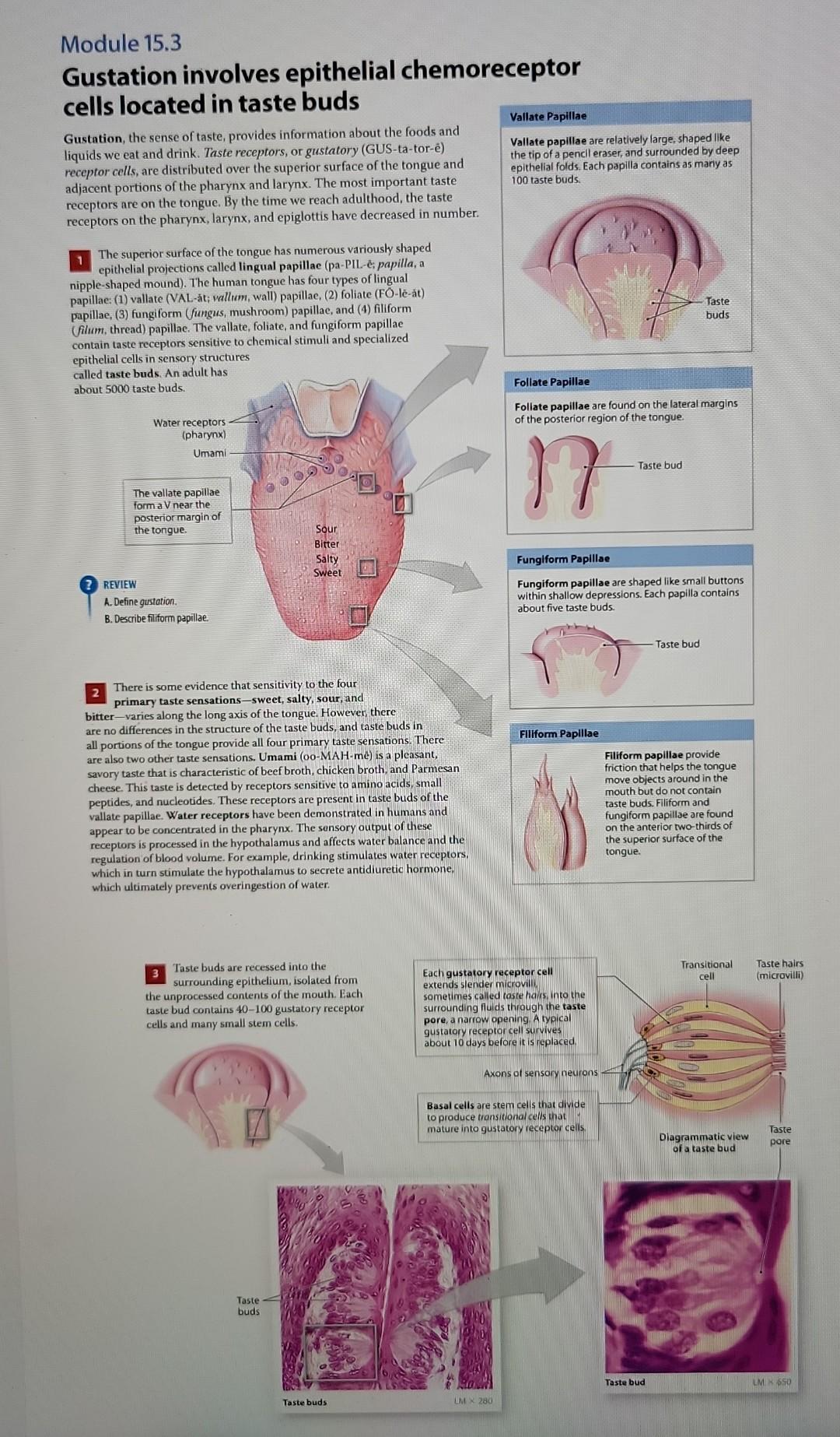 Solved Consult Mod. 15.3 and 15.4 in Visual A\&P. 8. What | Chegg.com